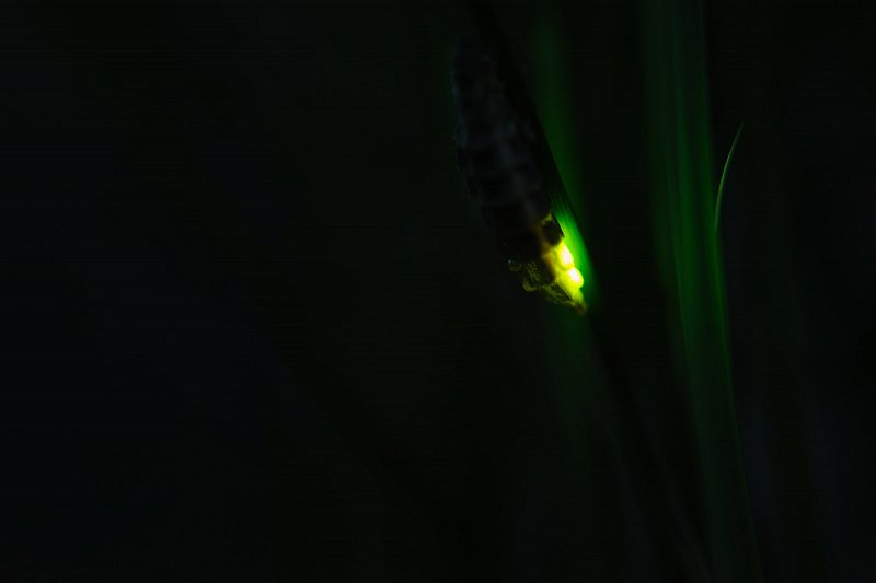 Common glow-worm in Midsummer night - Erko Aasma