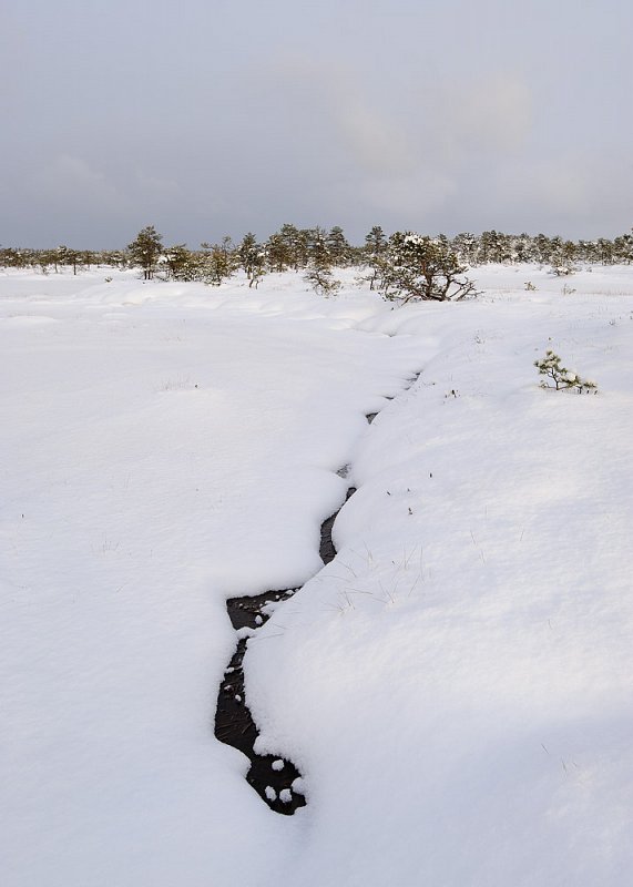 Snowed in bog - Erko Aasma